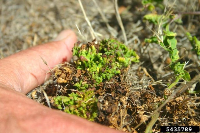 ODA : Biological Control : Weeds and WeedMapper : State of Oregon
