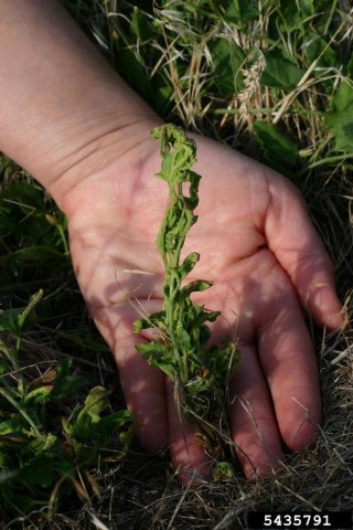 ODA : Biological Control : Weeds and WeedMapper : State of Oregon