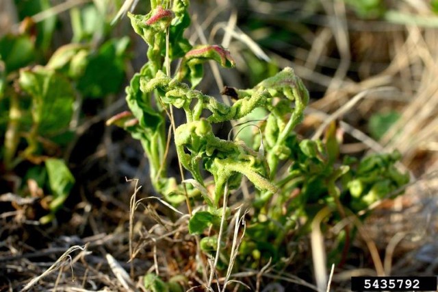 ODA : Biological Control : Weeds and WeedMapper : State of Oregon