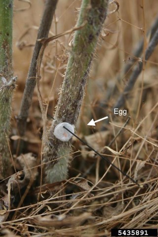 ODA : Biological Control : Weeds and WeedMapper : State of Oregon