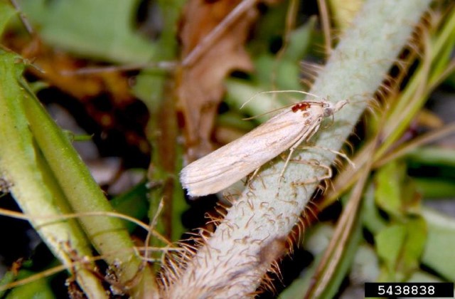 ODA : Biological Control : Weeds and WeedMapper : State of Oregon