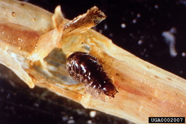 ODA : Biological Control : Weeds and WeedMapper : State of Oregon