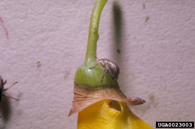 ODA : Biological Control : Weeds and WeedMapper : State of Oregon