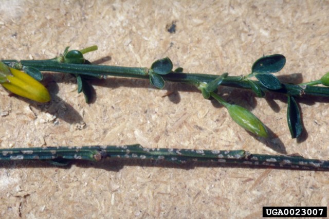 ODA : Biological Control : Weeds and WeedMapper : State of Oregon