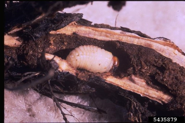 ODA : Biological Control : Weeds and WeedMapper : State of Oregon