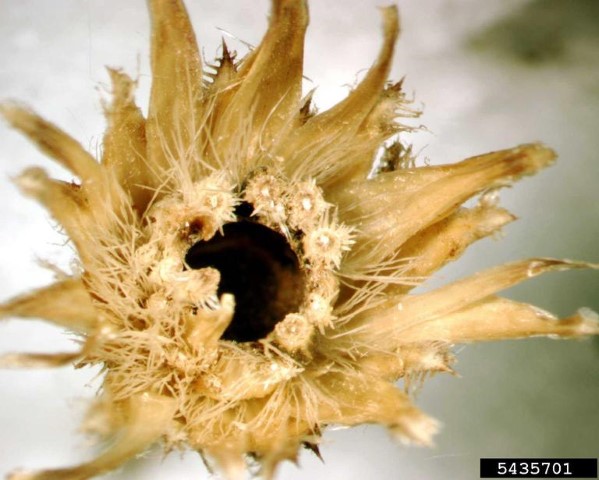 ODA : Biological Control : Weeds and WeedMapper : State of Oregon