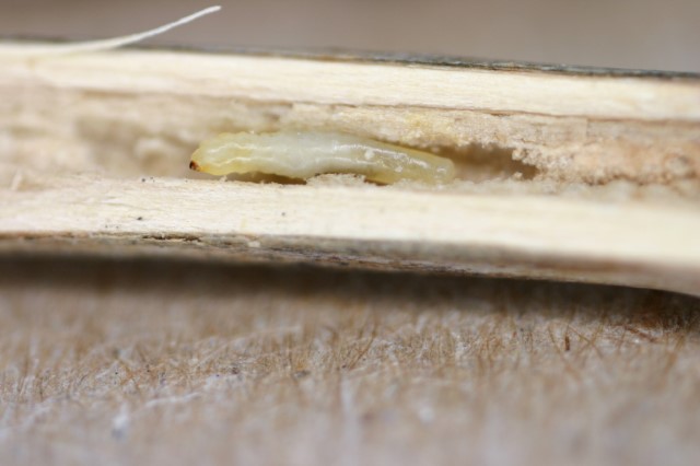 ODA : Biological Control : Weeds and WeedMapper : State of Oregon