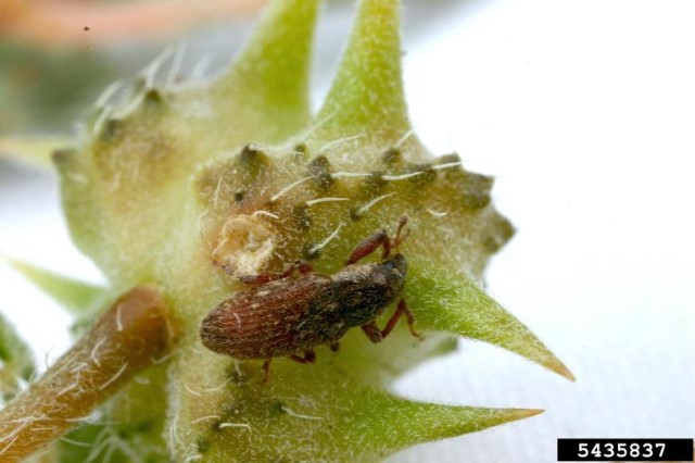 ODA : Biological Control : Weeds and WeedMapper : State of Oregon
