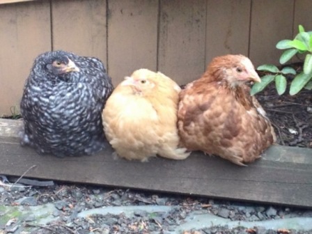 Oregon Department of Education : Raising Chickens and Bees in Oregon ...