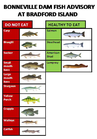 Oregon Health Authority : Bonneville Dam Fish Advisory : Fish and ...