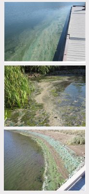 Oregon Health Authority : When in Doubt, Stay Out! : Harmful Algae ...