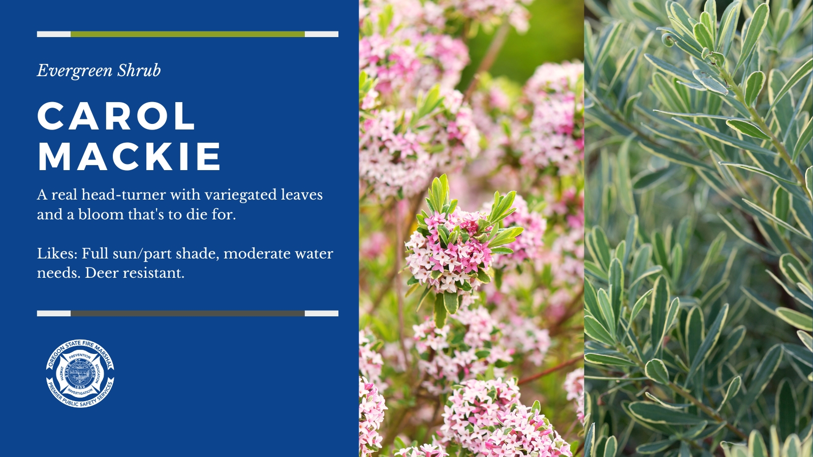 Oregon State Fire Marshal : Social Media Kits : Education : State of Oregon