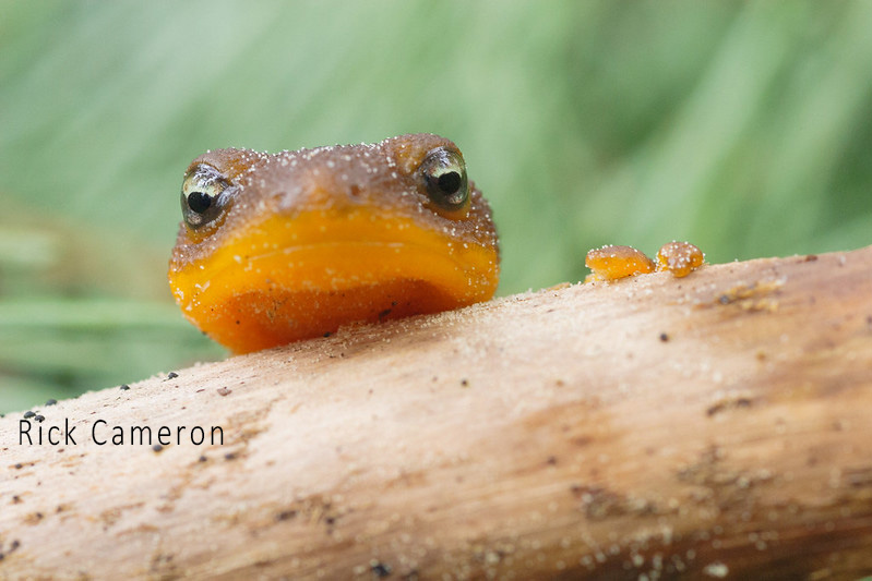 Oregon Watershed Enhancement Board : OWEB Index : State of Oregon